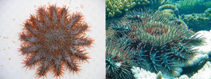 Crown-of-Thorns Starfish [IMAGE] | EurekAlert! Science News Releases