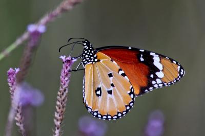 African Monarch Butterfly (3 o [IMAGE] | EurekAlert! Science News Releases