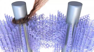 How Things Coil (3 of 3) [IMAGE] | EurekAlert! Science News Releases