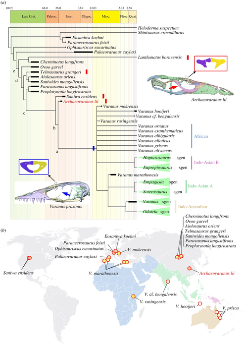 Phylogeny of Varaniformes and [IMAGE] | EurekAlert! Science News Releases