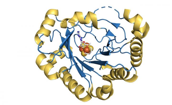 Viperin [IMAGE] | EurekAlert! Science News Releases