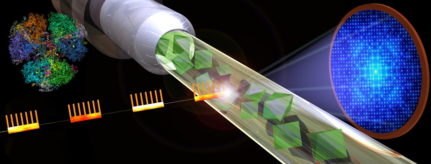 Figure 1 [IMAGE] | EurekAlert! Science News Releases