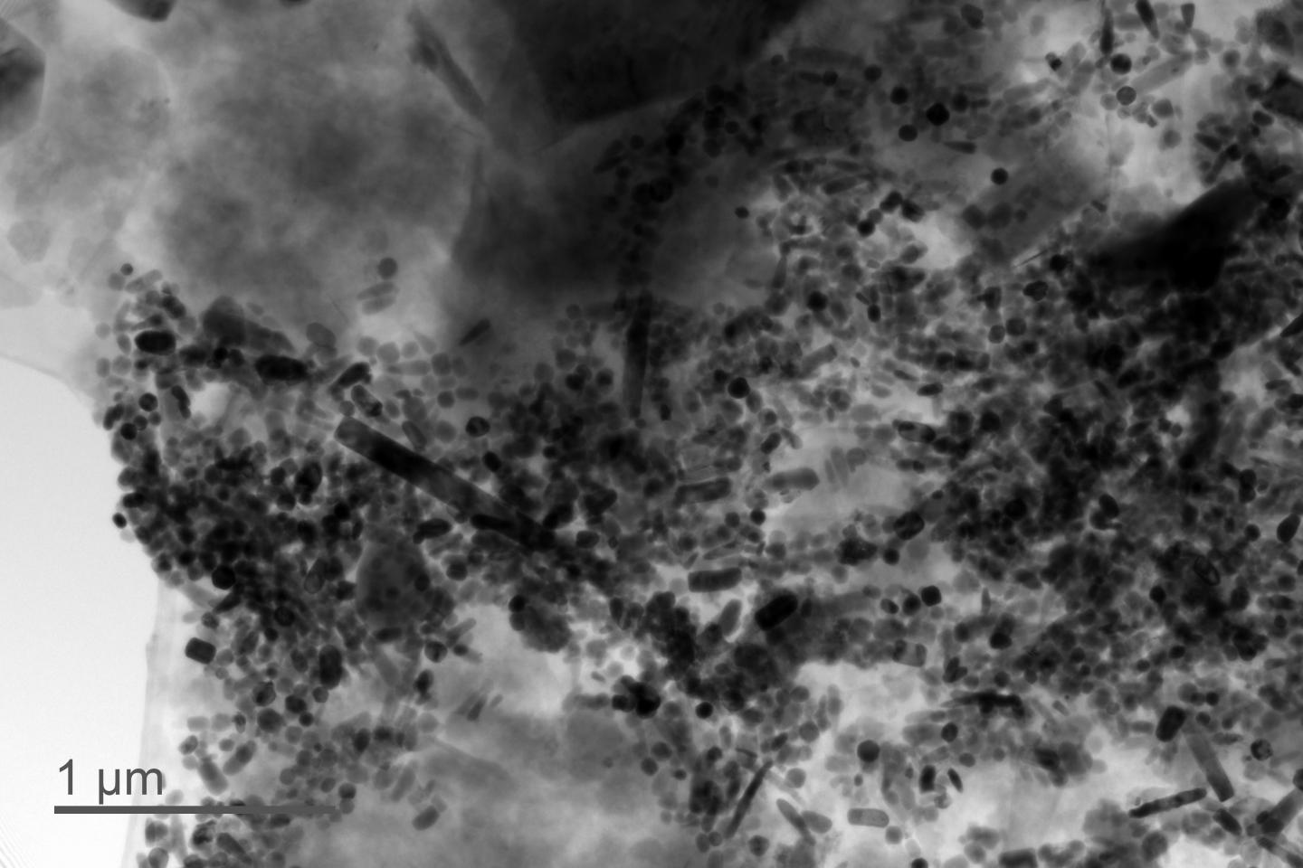 Transmission electron microsco [IMAGE] | EurekAlert! Science News Releases