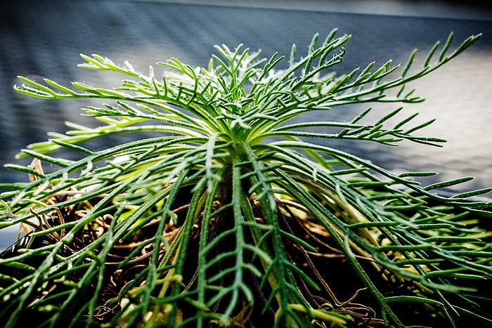 Some plants regenerate by duplicating their D | EurekAlert!