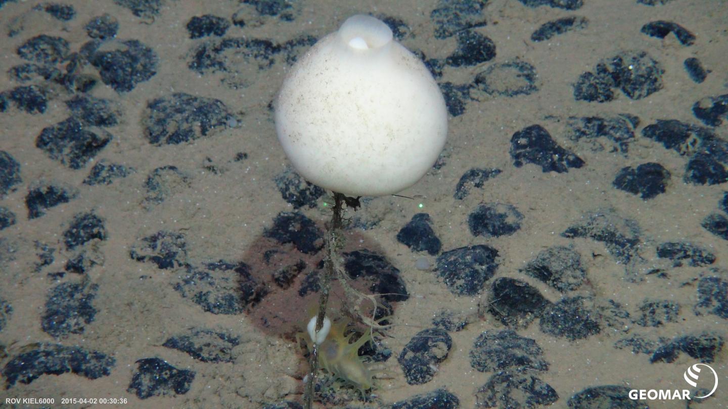 Deep-sea sponge [IMAGE] | EurekAlert! Science News Releases