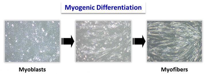 Myoblast Differentiation [IMAGE] | EurekAlert! Science News Releases