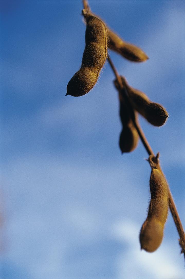 Soybean Pods [IMAGE] | EurekAlert! Science News Releases