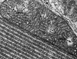 Mitochondrial DNA [IMAGE] | EurekAlert! Science News Releases