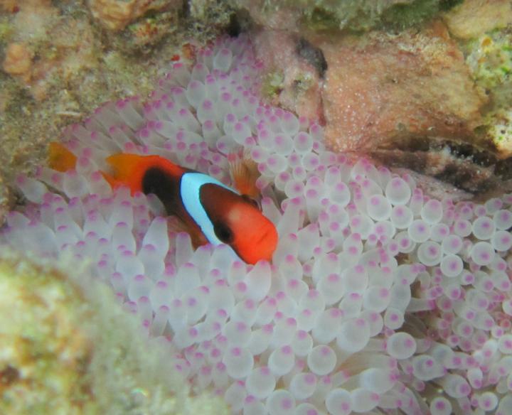 Murky Water Keeps Fish on Edge [IMAGE] | EurekAlert! Science News Releases