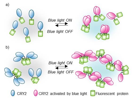 Schematics of the CRY2PHR Clus [IMAGE] | EurekAlert! Science News Releases