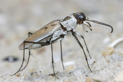 Organizing the Beetle Files (1 of 5) | EurekAlert!