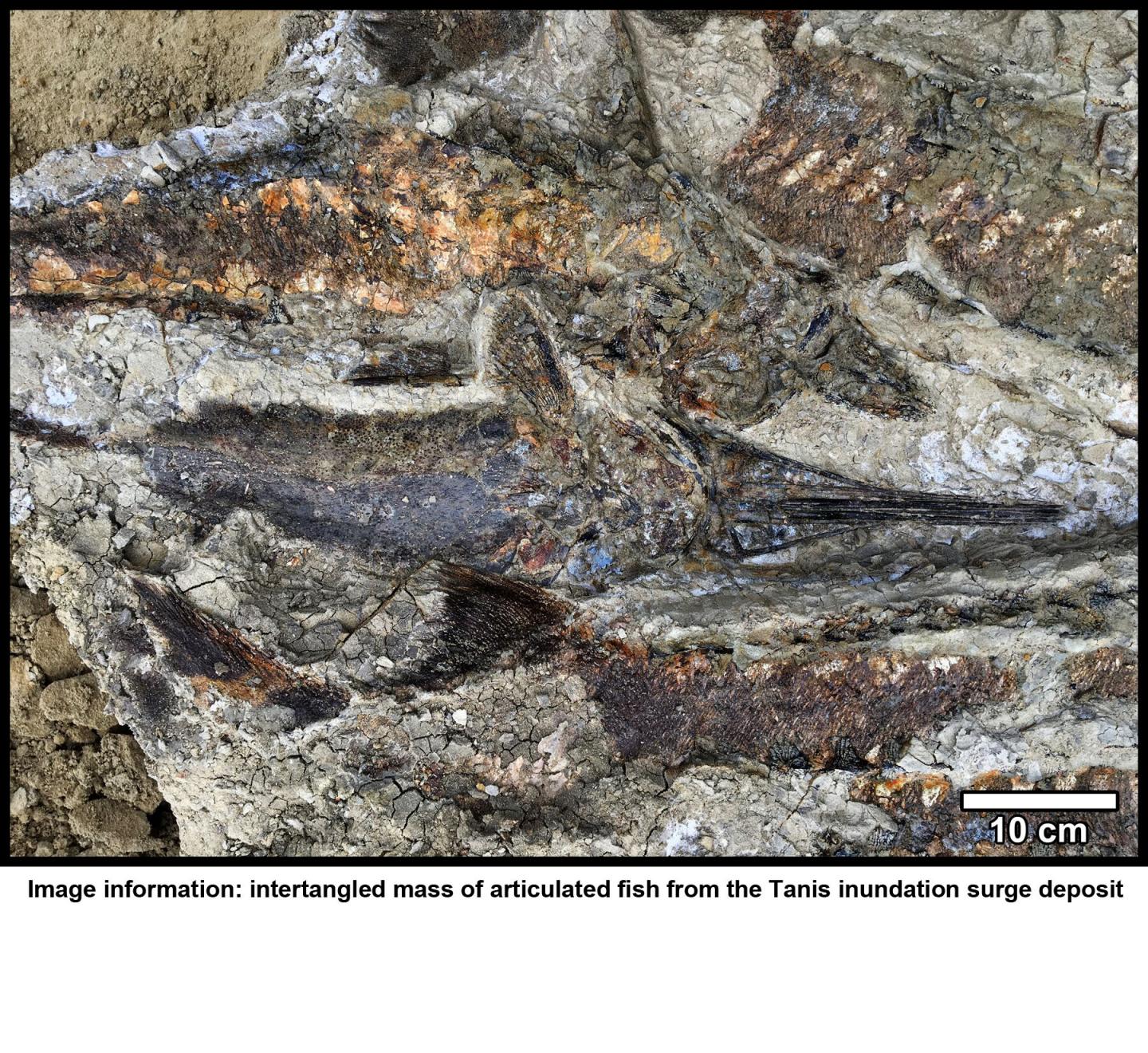 Fossilized Fish [IMAGE] | EurekAlert! Science News Releases