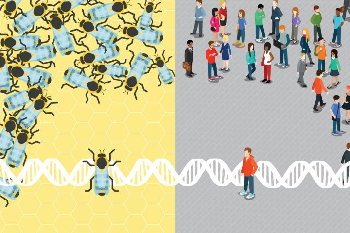 Bees and Humans [IMAGE] | EurekAlert! Science News Releases