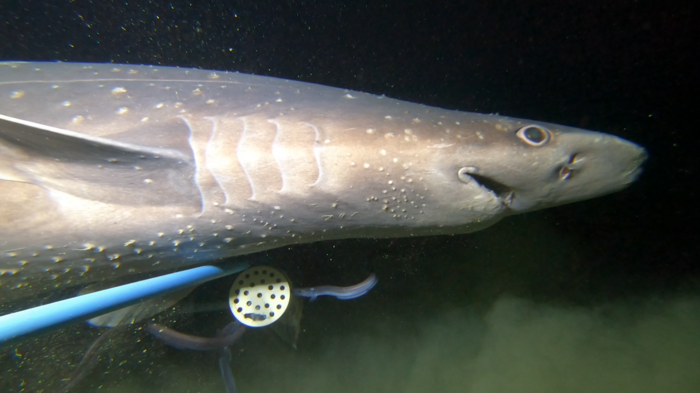 Bramble Shark [IMAGE] | EurekAlert! Science News Releases