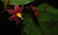 A rare new plant inspires the first genus nam | EurekAlert!