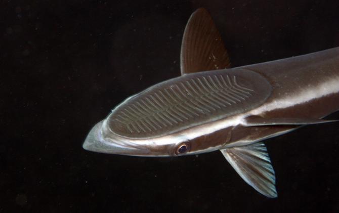 Remora Suckerfish [IMAGE] | EurekAlert! Science News Releases