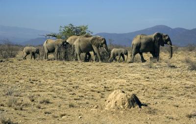 Plant Diversity Keeps Drylands Thriving (6 of | EurekAlert!