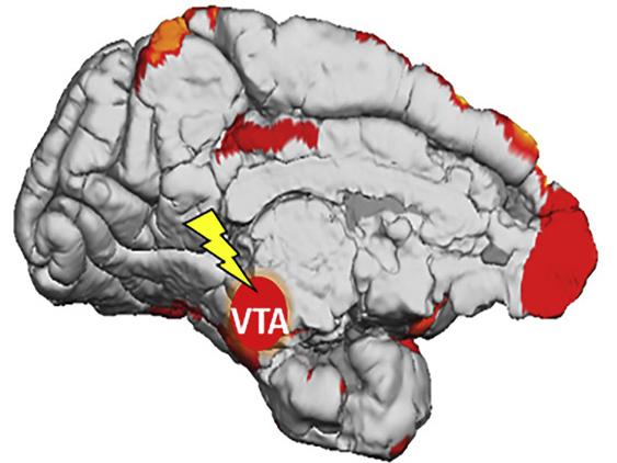 Ventral tegmental area [IMAGE] | EurekAlert! Science News Releases