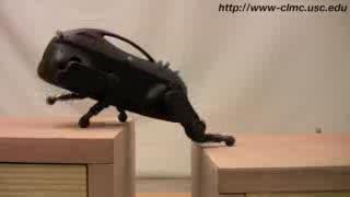 Robot Dog Learns New Clambering Tricks | EurekAlert!