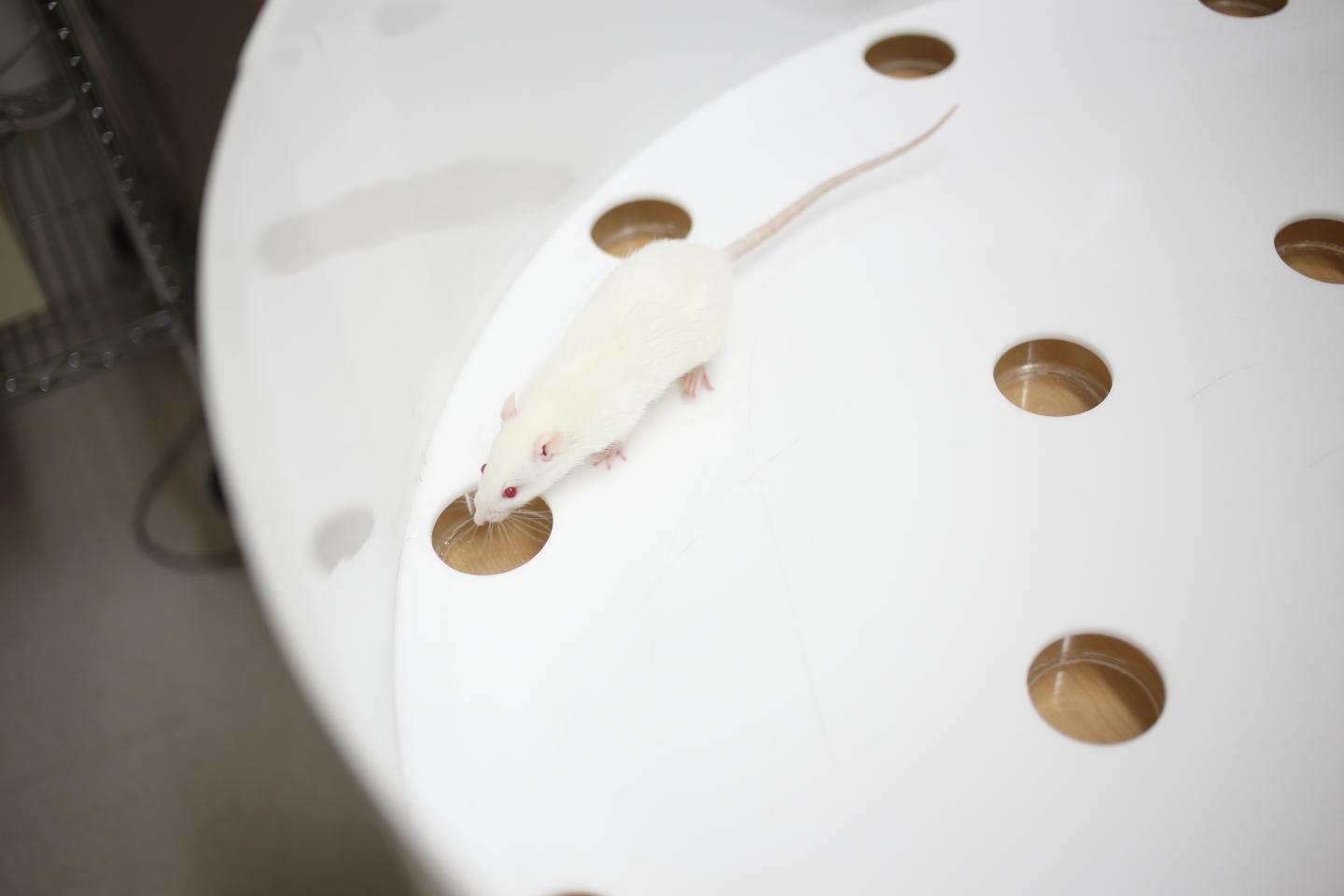 A Rat Performs a Memory Exerci [IMAGE] | EurekAlert! Science News Releases