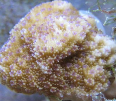 Montipora patula [IMAGE] | EurekAlert! Science News Releases