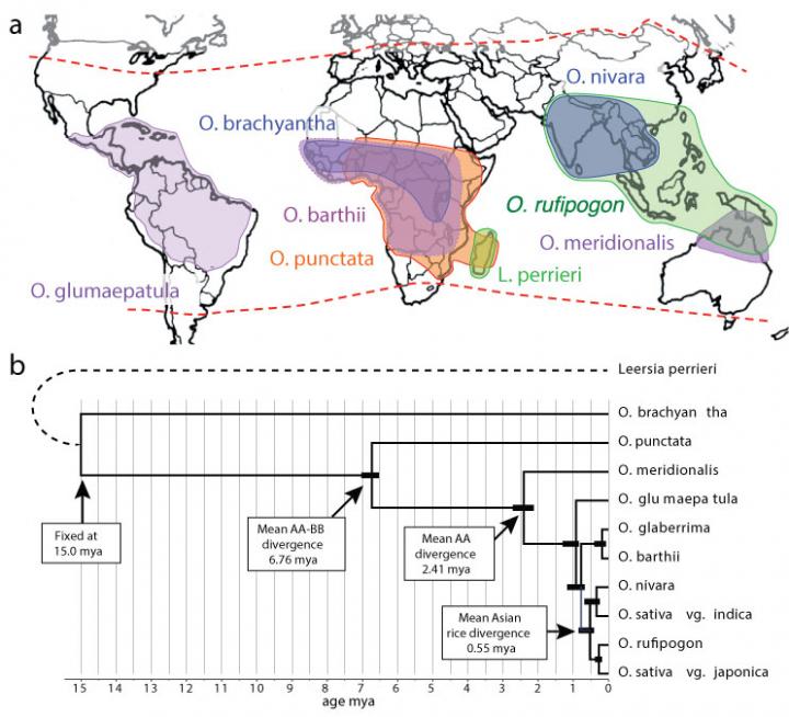 13 Rice Varieities over 15 Mil [IMAGE] | EurekAlert! Science News Releases