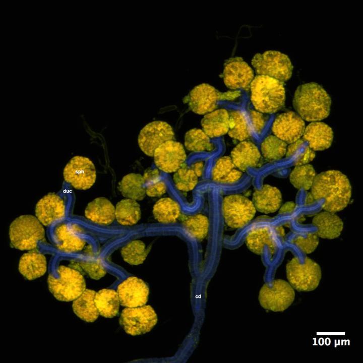 Reslin [IMAGE] | EurekAlert! Science News Releases