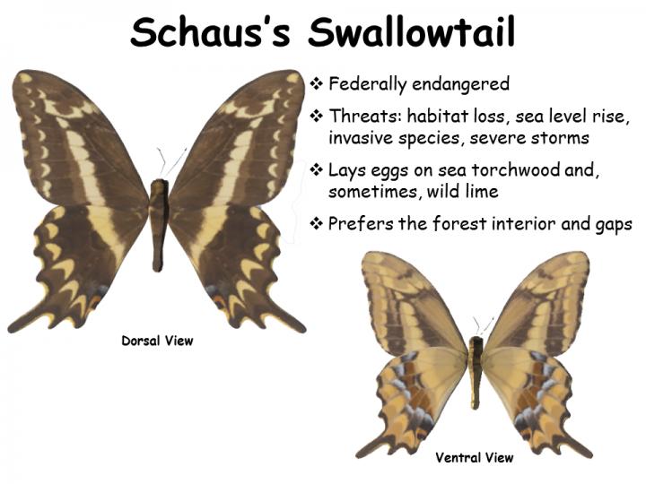 Federally Endangered Schaus' S [IMAGE] | EurekAlert! Science News Releases
