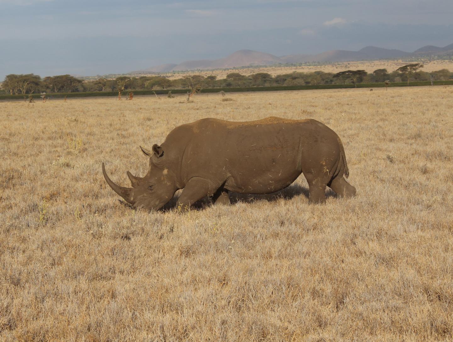 Rhino in Kenya [IMAGE] | EurekAlert! Science News Releases