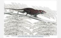 Fossil discovery represents new milestone in | EurekAlert!