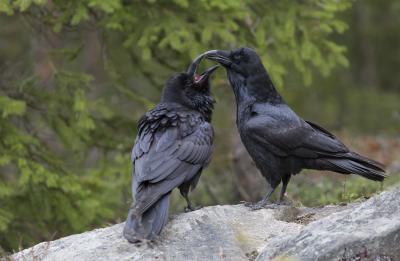Two Ravens [IMAGE] | EurekAlert! Science News Releases