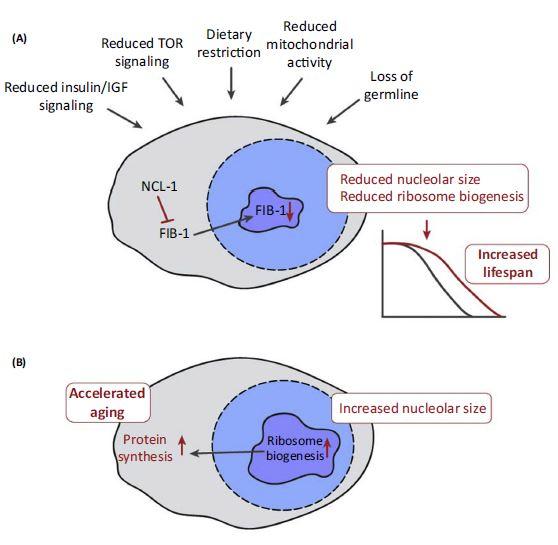 Nucleolus Size and Lifespan Re [IMAGE] | EurekAlert! Science News Releases