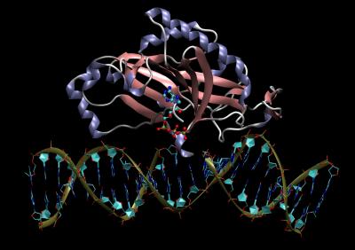 REL1 Enzyme Structure [IMAGE] | EurekAlert! Science News Releases