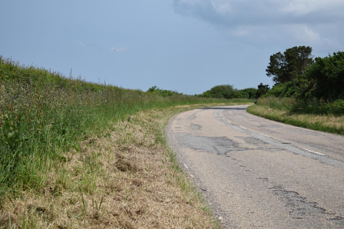 Trimmed Roadside Verge [IMAGE] | EurekAlert! Science News Releases