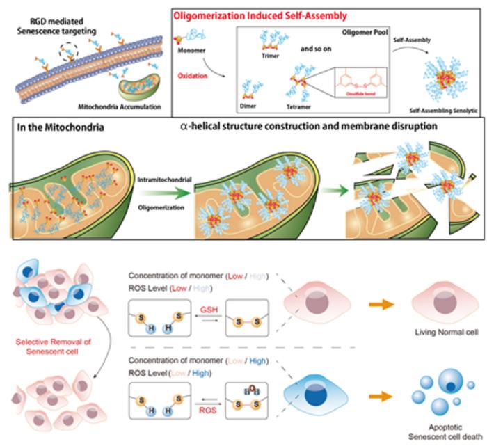 A schematic diagram, illustrat [IMAGE] | EurekAlert! Science News Releases