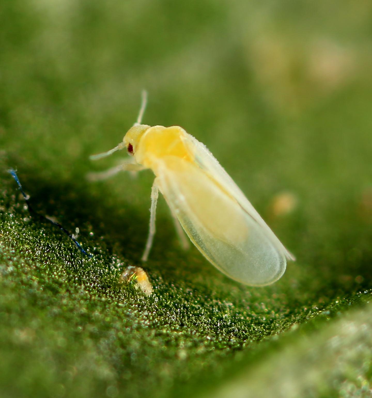 Whitefly manipulation of plant odor signals | EurekAlert!