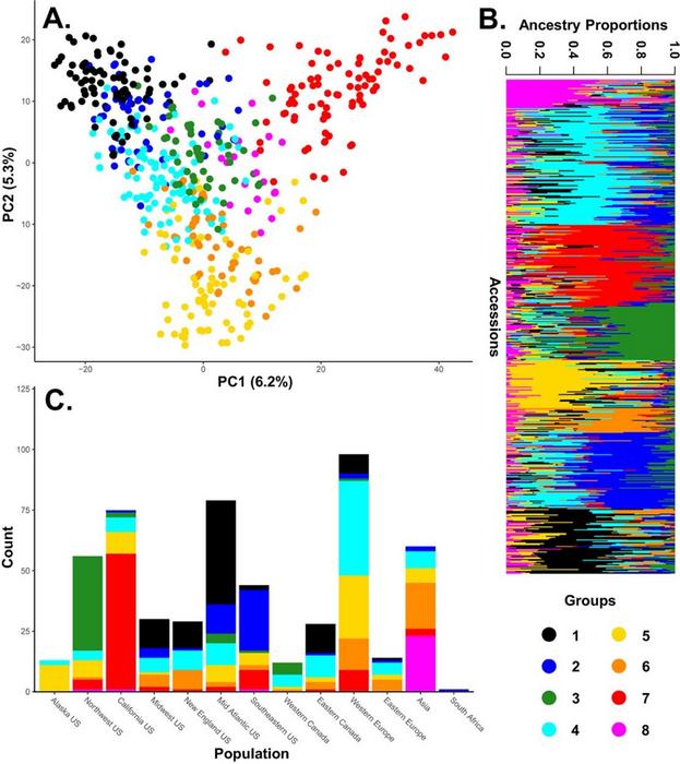 Revolutionizing strawberry genetics: USDA-ARS | EurekAlert!
