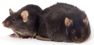 Obese Mouse [IMAGE] | EurekAlert! Science News Releases