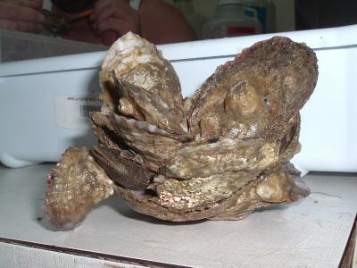 A Successful Restoration of Oy [IMAGE] | EurekAlert! Science News Releases