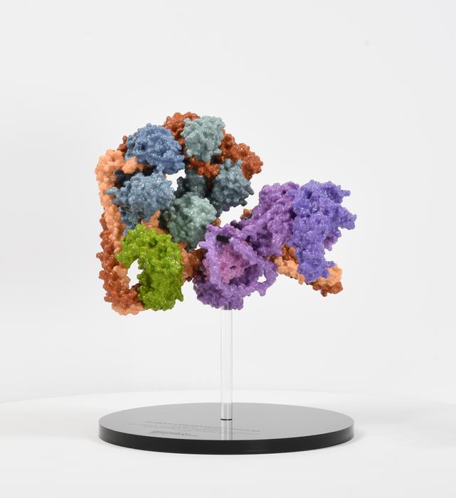 3D printed version of the endo [IMAGE] | EurekAlert! Science News Releases