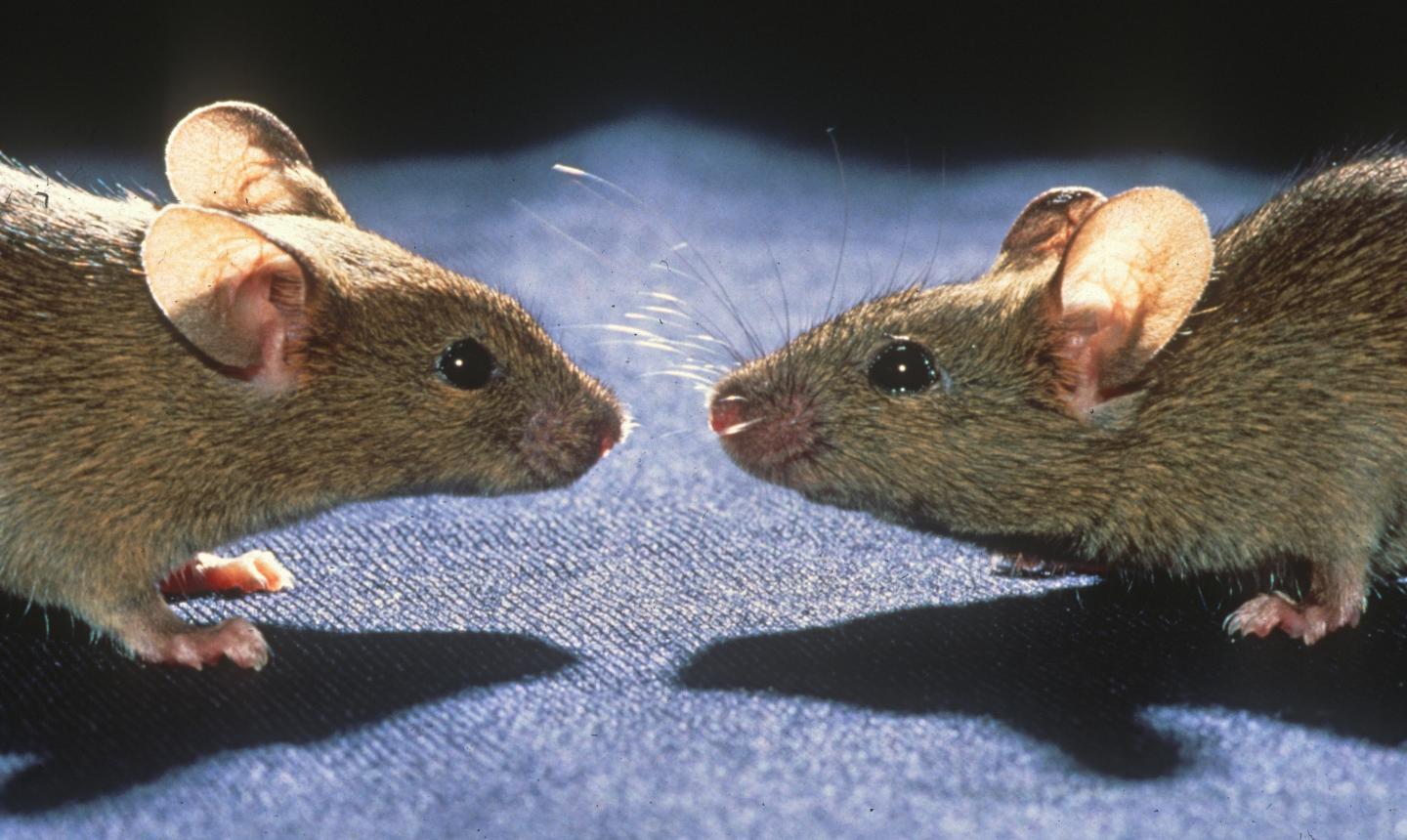 Wild-type Mice [IMAGE] | EurekAlert! Science News Releases