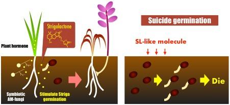 Suicide Germination of Striga [IMAGE] | EurekAlert! Science News Releases