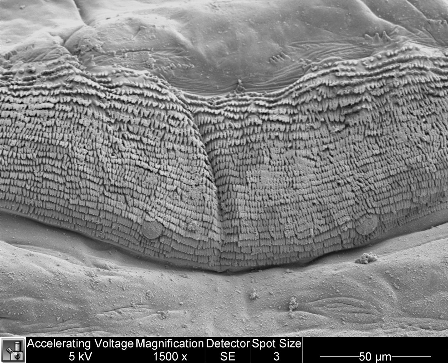 Midge Patch 1500x [IMAGE] | EurekAlert! Science News Releases