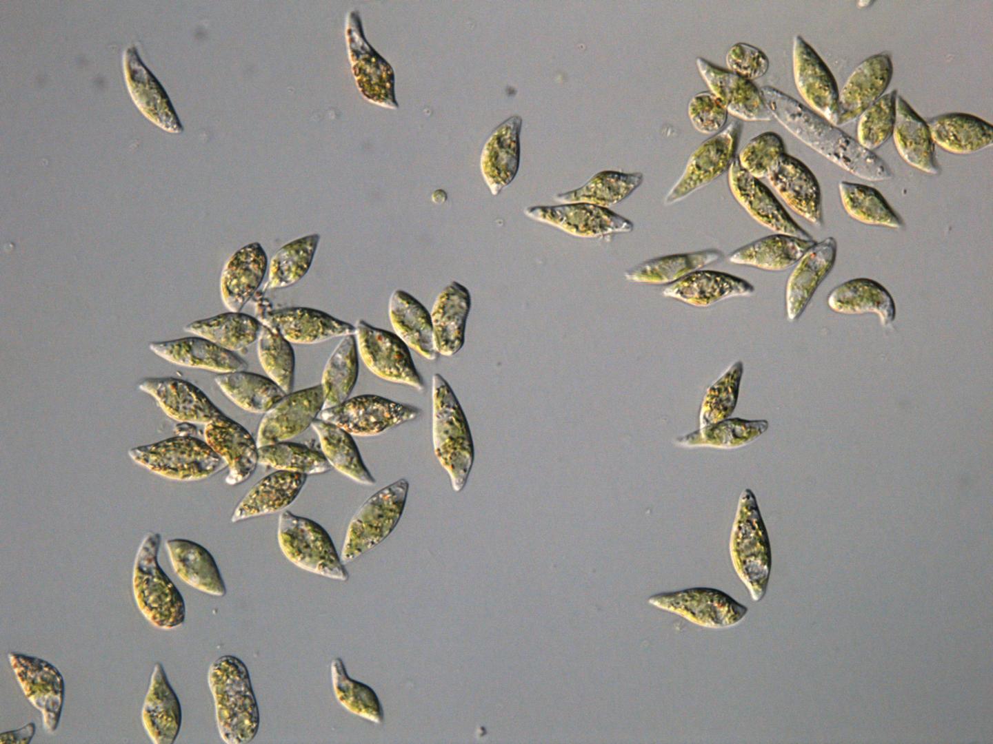 Euglena Under A Microscope