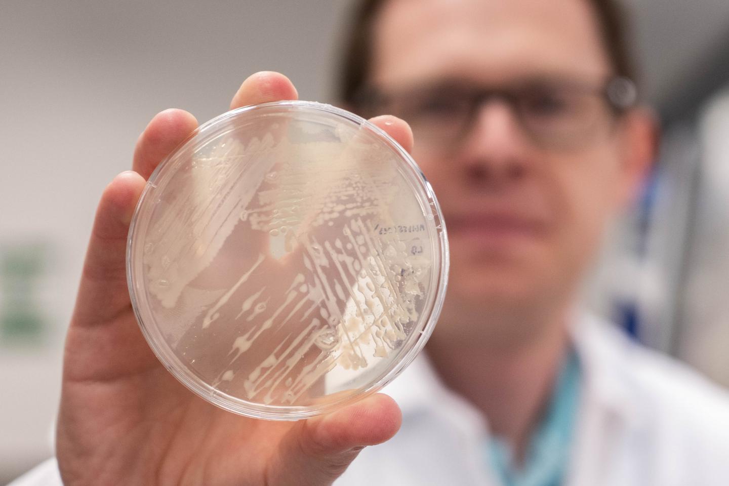 Strain of E. coli K-12 Enginee [IMAGE] | EurekAlert! Science News Releases