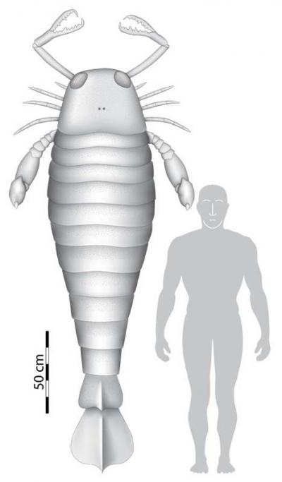 Giant fossil sea scorpion bigger than man | EurekAlert!