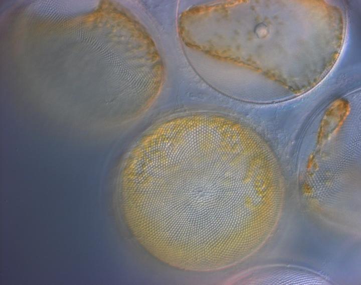 NASA taking stock of phytoplankton population | EurekAlert!