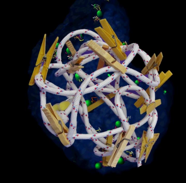 Model Genome in Nucleus [IMAGE] | EurekAlert! Science News Releases