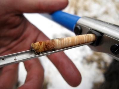 Sampling a Tree [IMAGE] | EurekAlert! Science News Releases