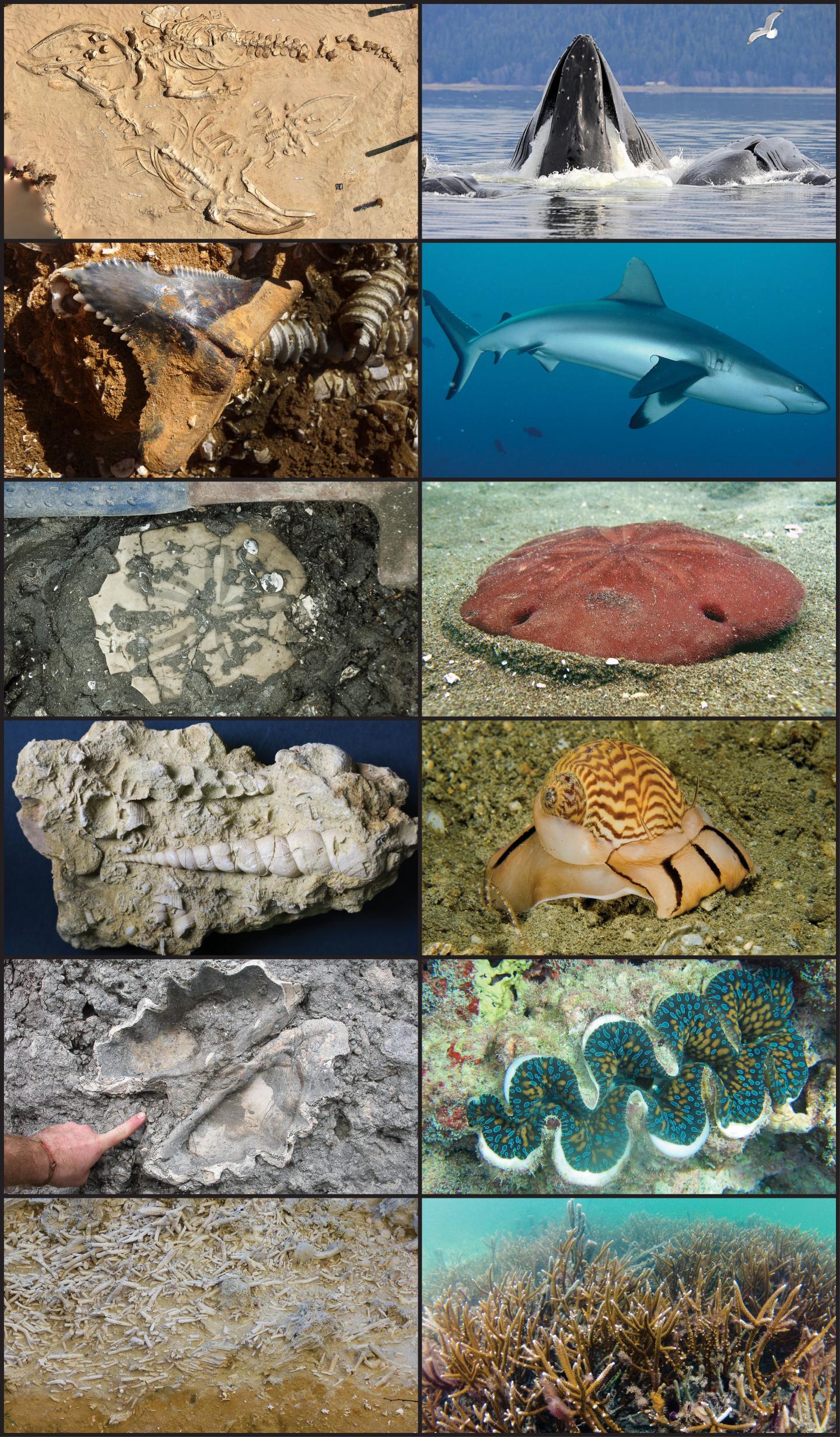 Fossils and Their Living Relat [IMAGE] | EurekAlert! Science News Releases